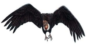 معلومات عن النسر | موسوعة عالم الحيوانات