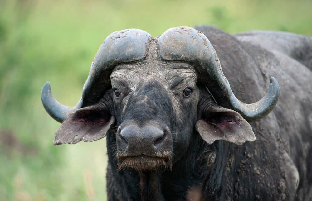 معلومات عن الجاموس - موسوعة عالم الحيوانات