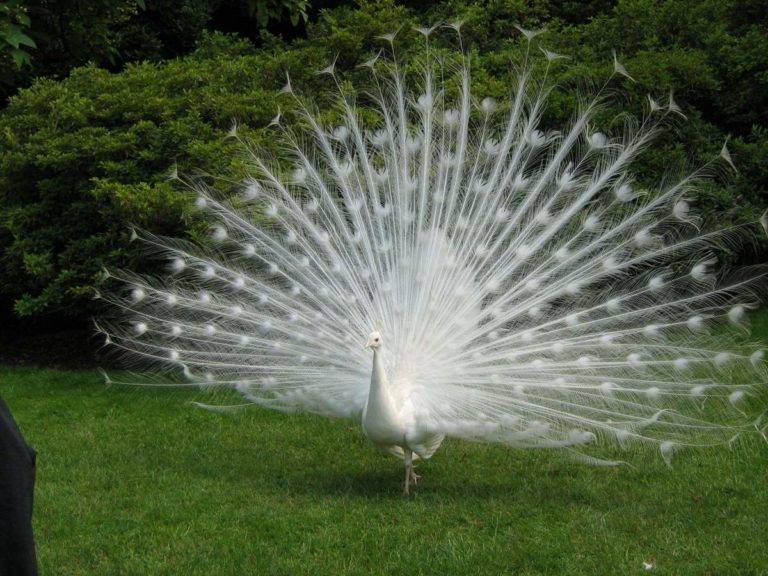 معلومات عن الطاووس الأزرق - موسوعة عالم الحيوانات