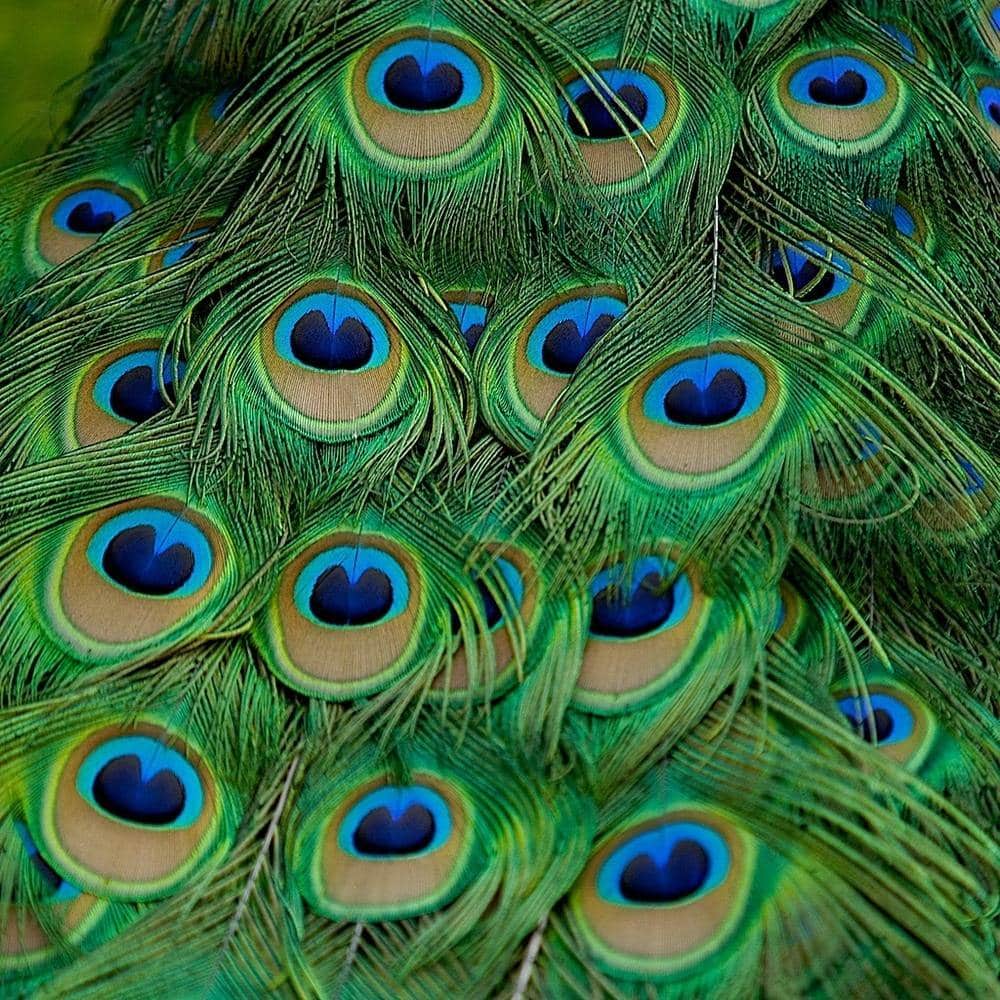 ¦♦¦~¦ معلومات عن الطاووس الأزرق ¦~¦♦¦