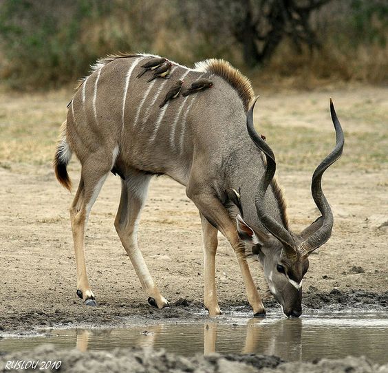 الظباء (Alcelaphinae) – الحيوانات من الألف إلى الياء | موسوعة عالم ...