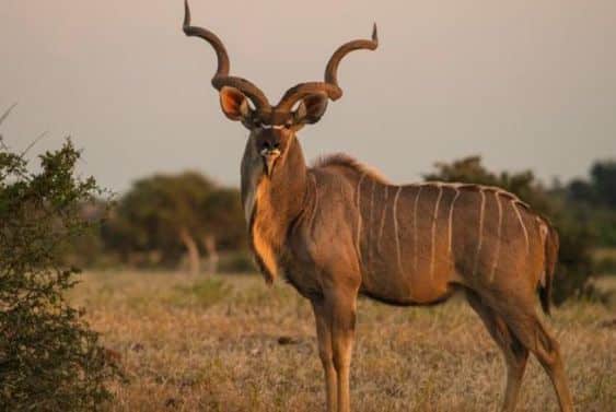 الظباء (Alcelaphinae) – الحيوانات من الألف إلى الياء | موسوعة عالم ...