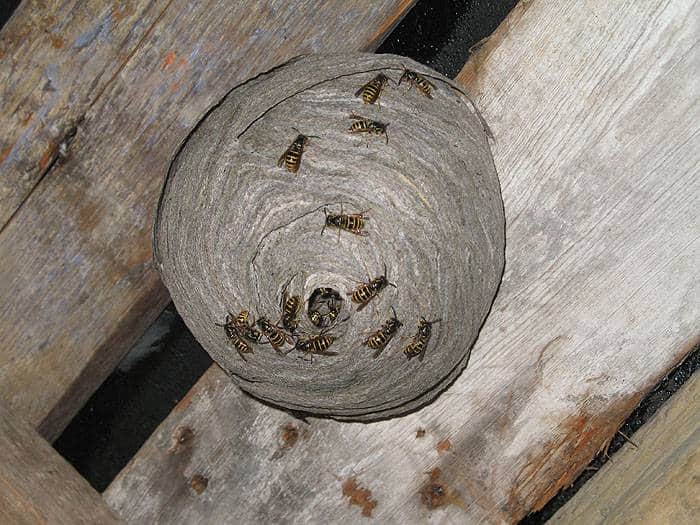 حشرة الدبور | موسوعة عالم الحيوانات