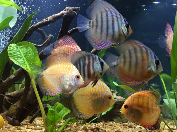 معلومات عن الأسماك | موسوعة عالم الحيوانات