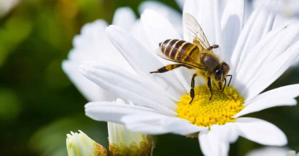 نحل العسل | موسوعة عالم الحيوانات