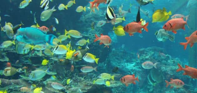 أنواع الأسماك وأسمائها | موسوعة عالم الحيوانات