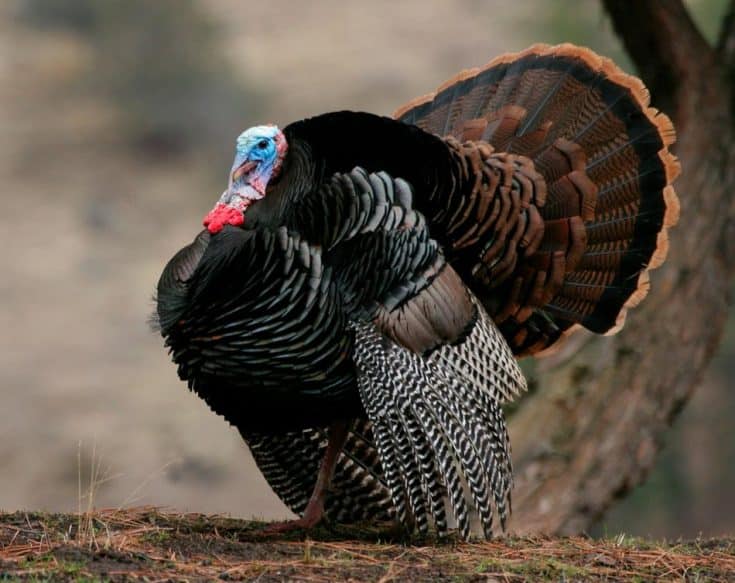 ديك رومى | موسوعة عالم الحيوانات